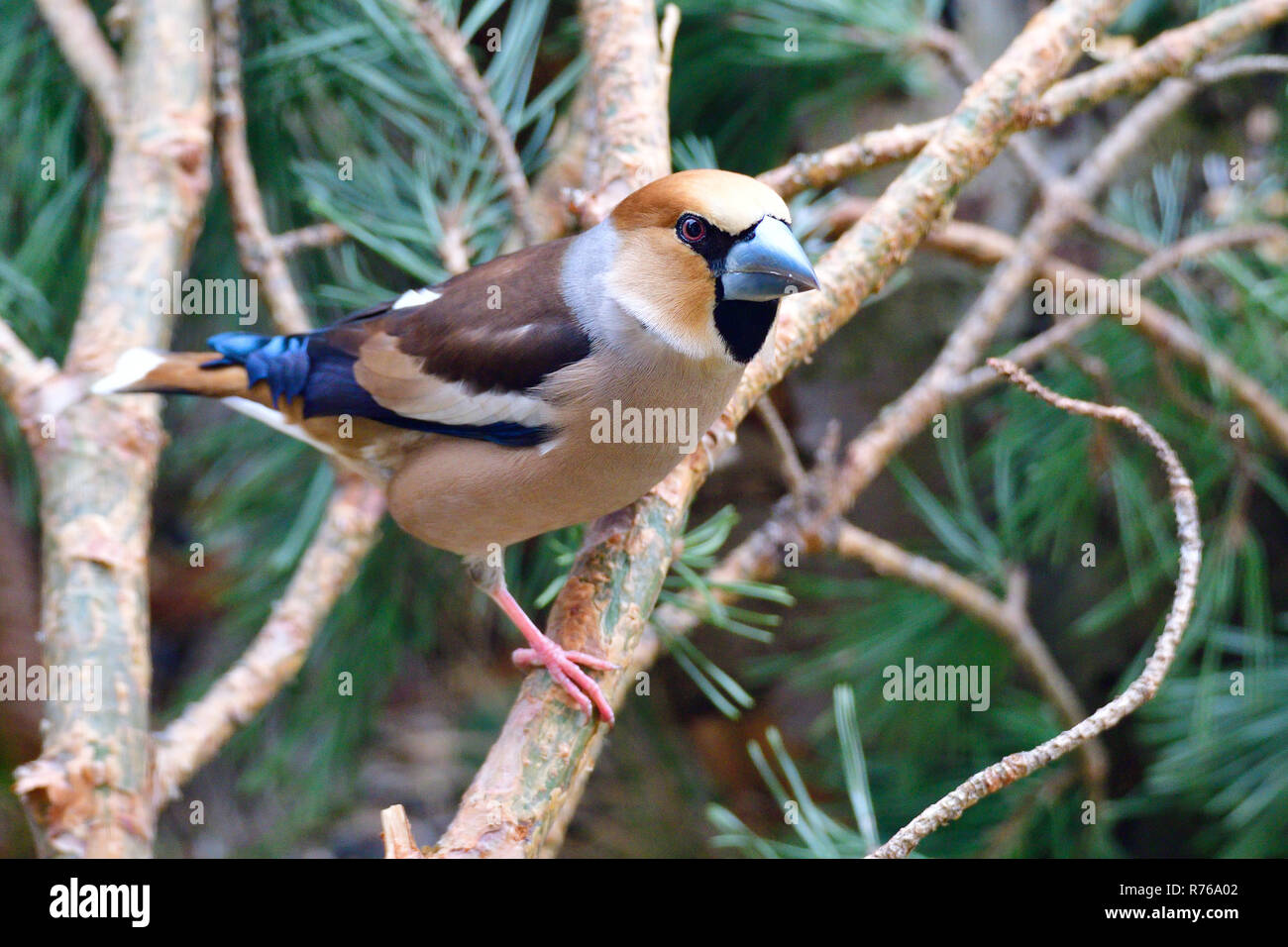 Kegelschnabel hi-res stock photography and images - Alamy