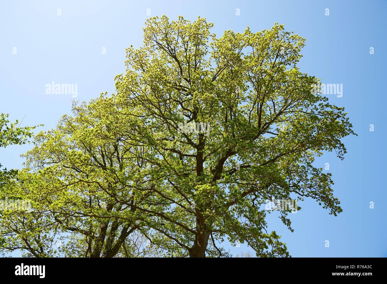 Spring Green Trees Stock Photo - Alamy