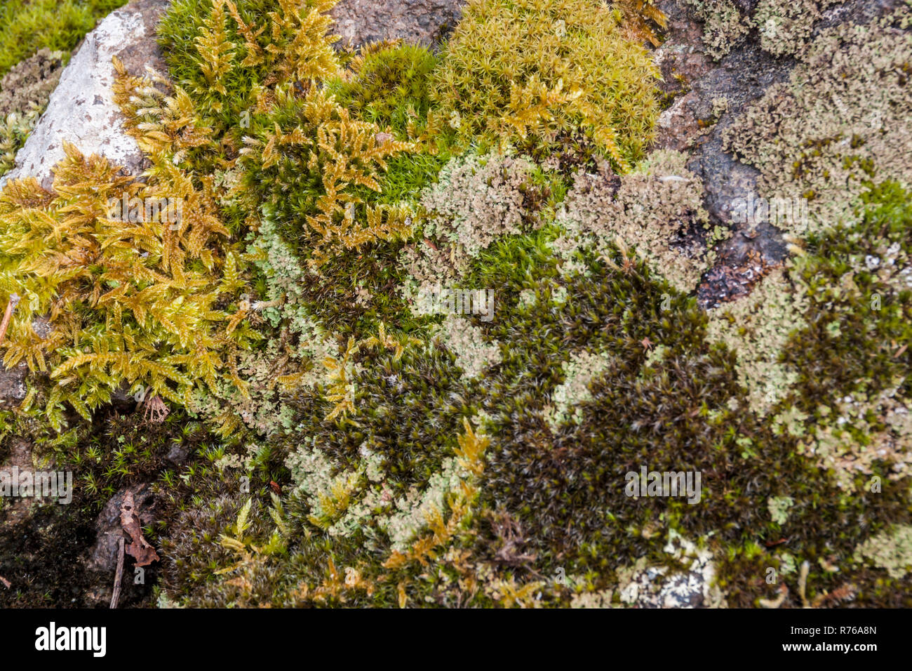 Wispy moss hi-res stock photography and images - Alamy