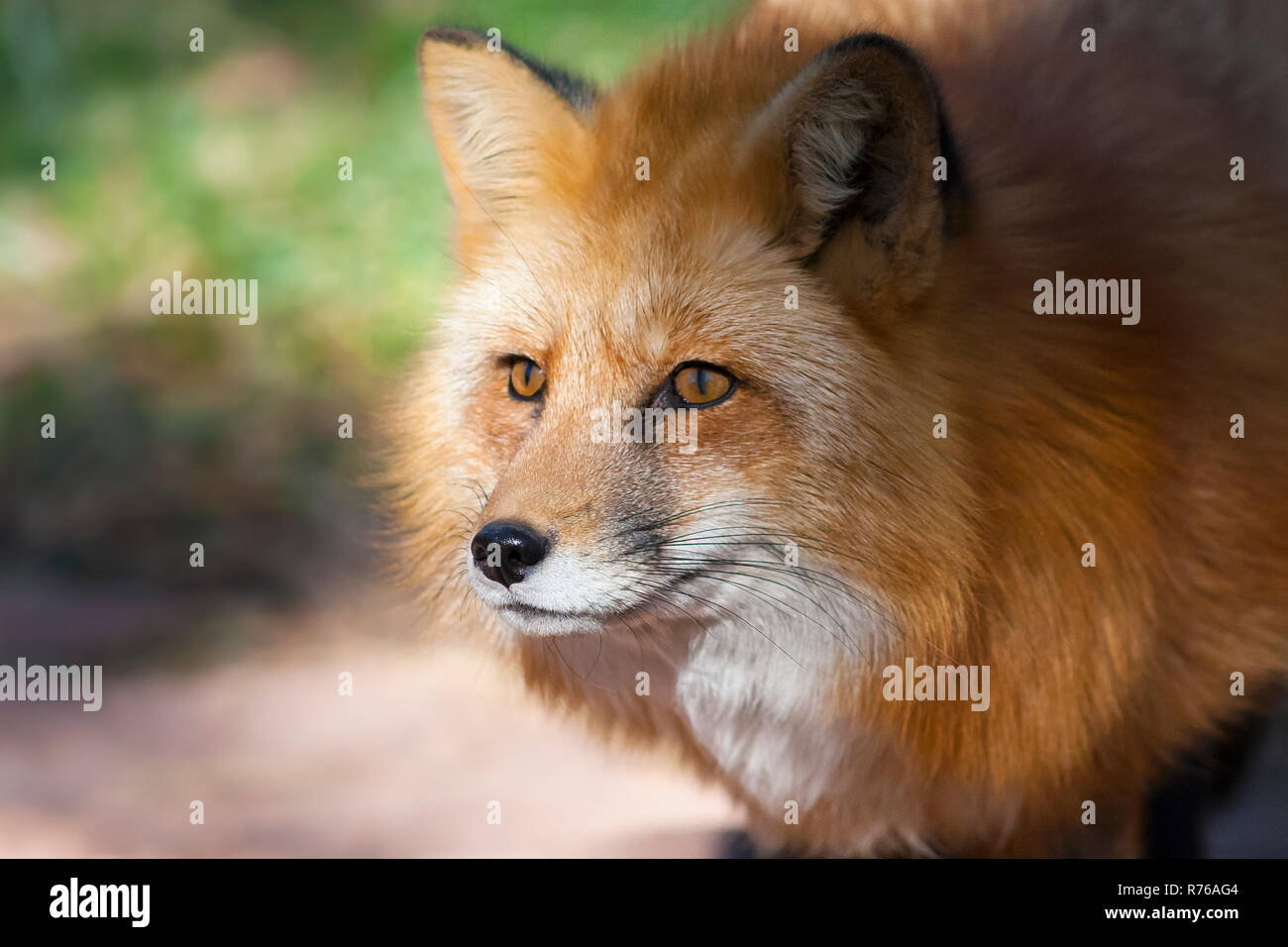 portrait of red fox Stock Photo - Alamy