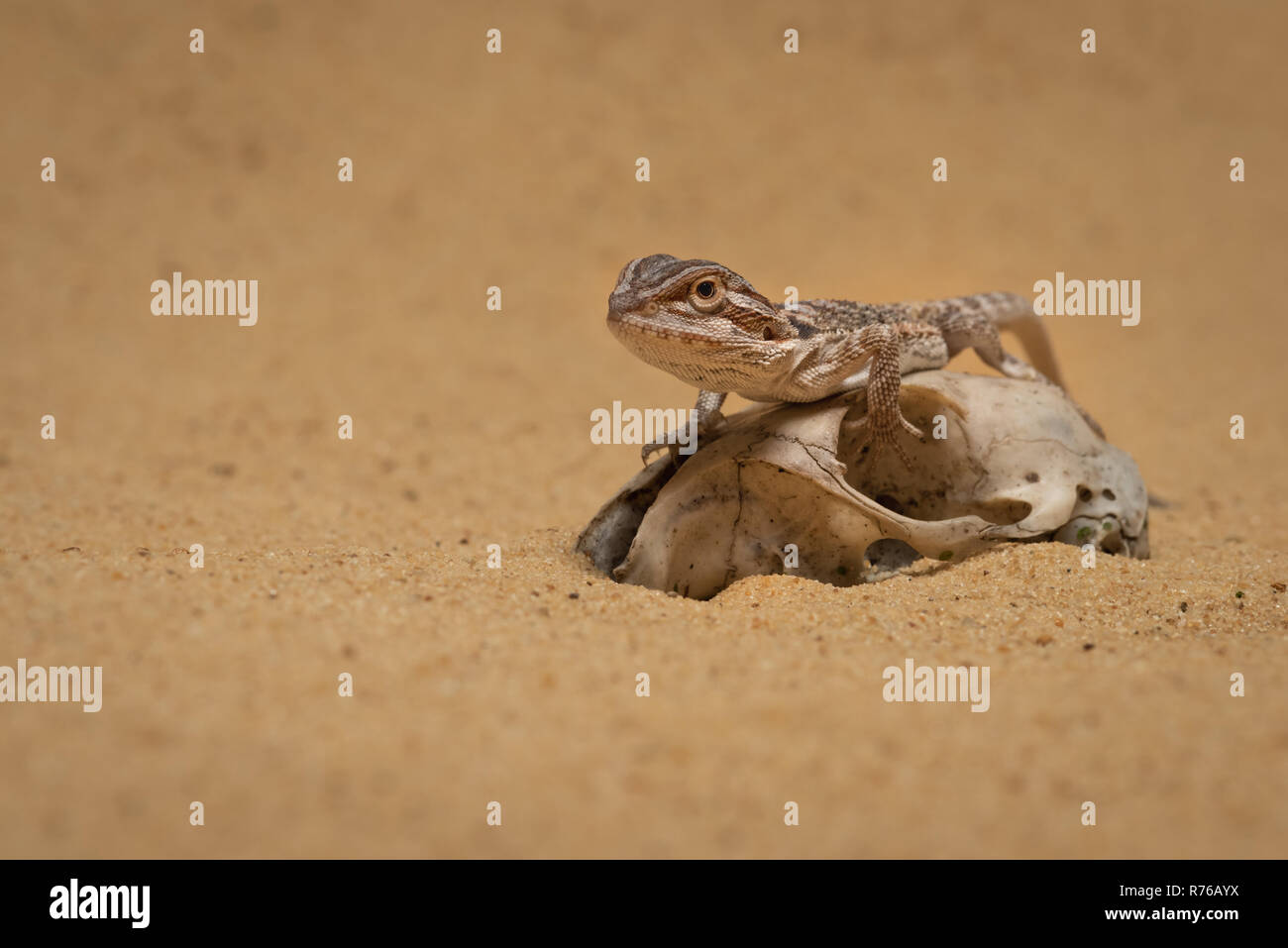 Low level close up portrait of a small bearded dragon resting on an old ...