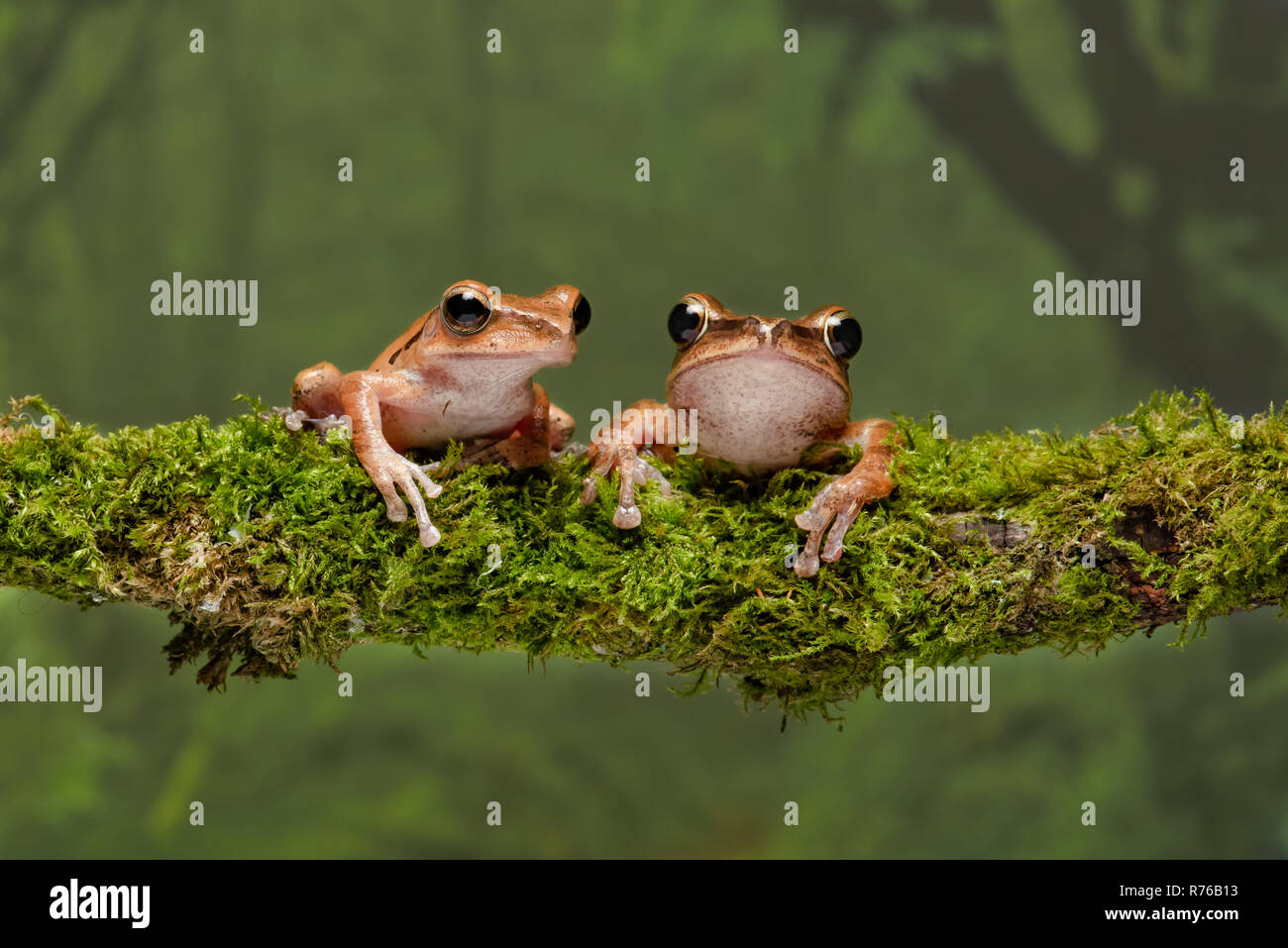 A close up portrait of two gold tree frogs resting on a lichen covered ...