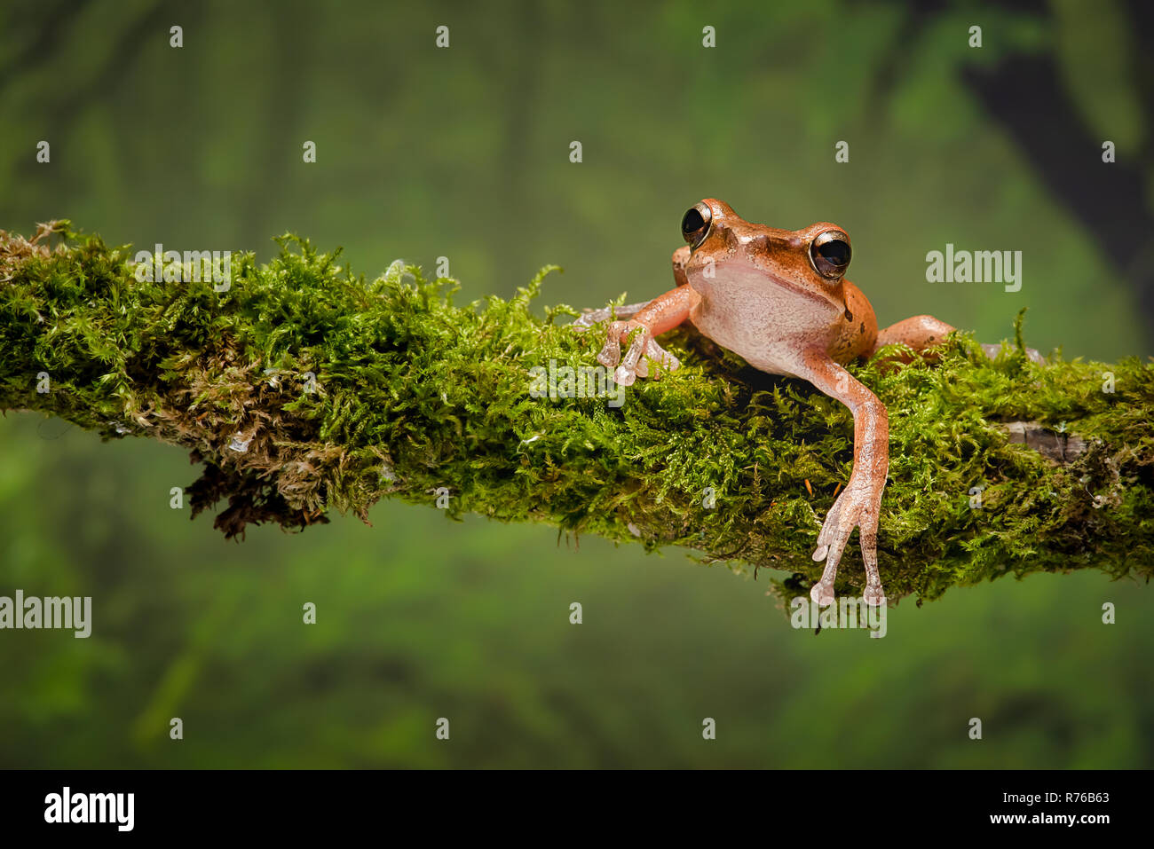 A close up portrait of a gold tree frog resting on a lichen covered ...