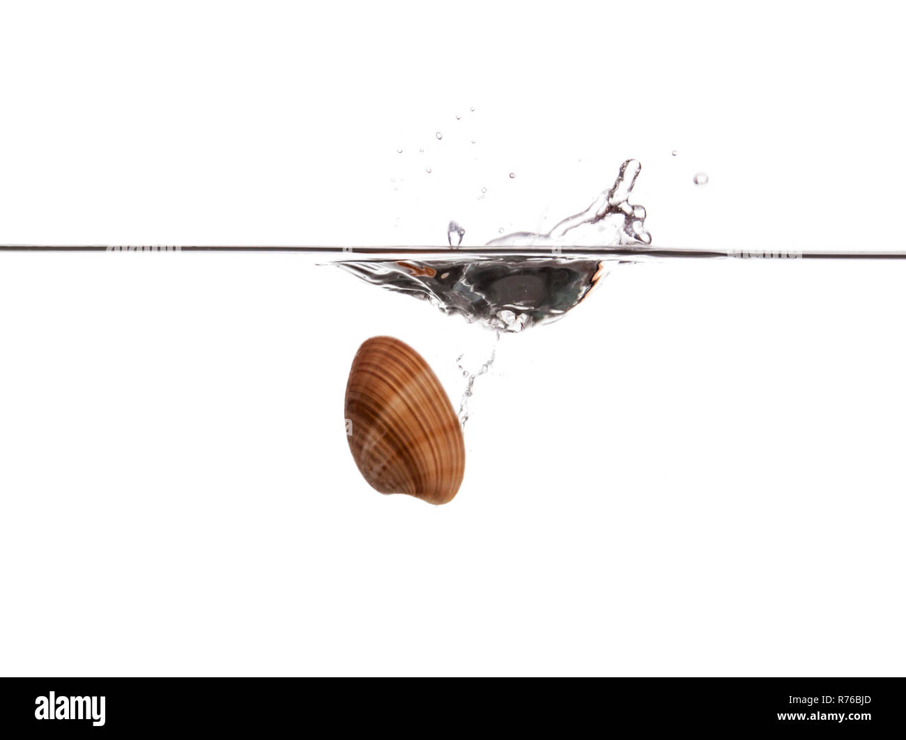 Sea shell sinking undwerater isolated on white background Stock Photo ...