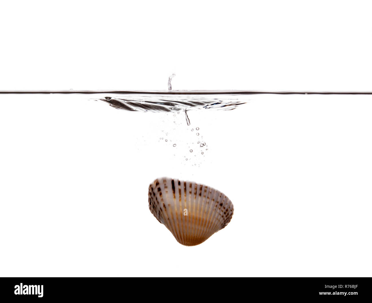 Sea shell sinking undwerater isolated on white background Stock Photo ...