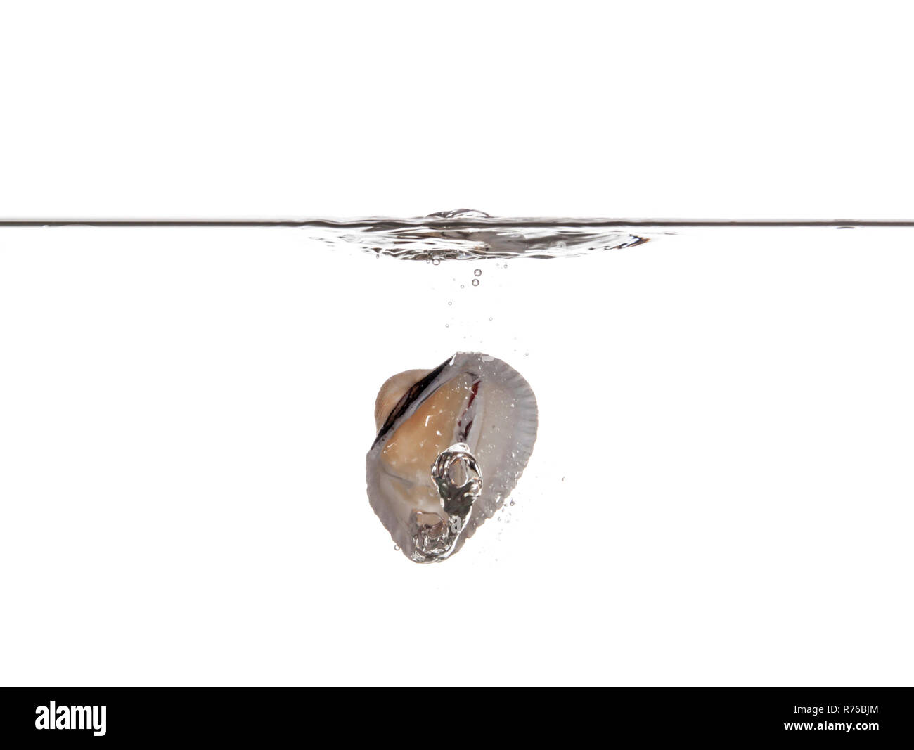 Sea shell sinking undwerater isolated on white background Stock Photo ...