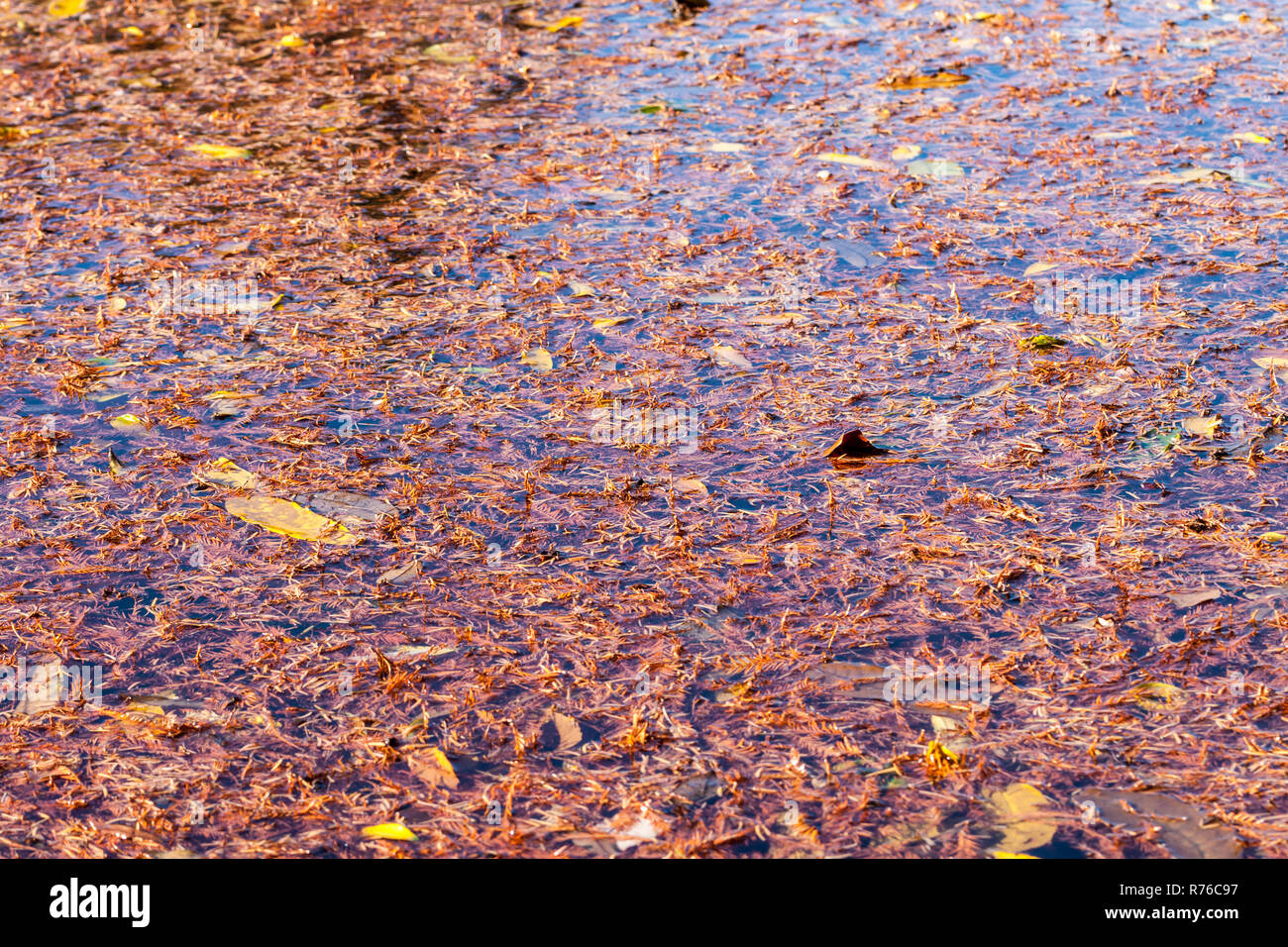 Water filled with tree leaves Stock Photo - Alamy