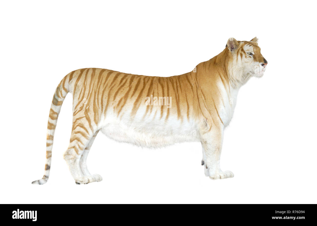 golden tabby tiger or strawberry tiger Stock Photo - Alamy