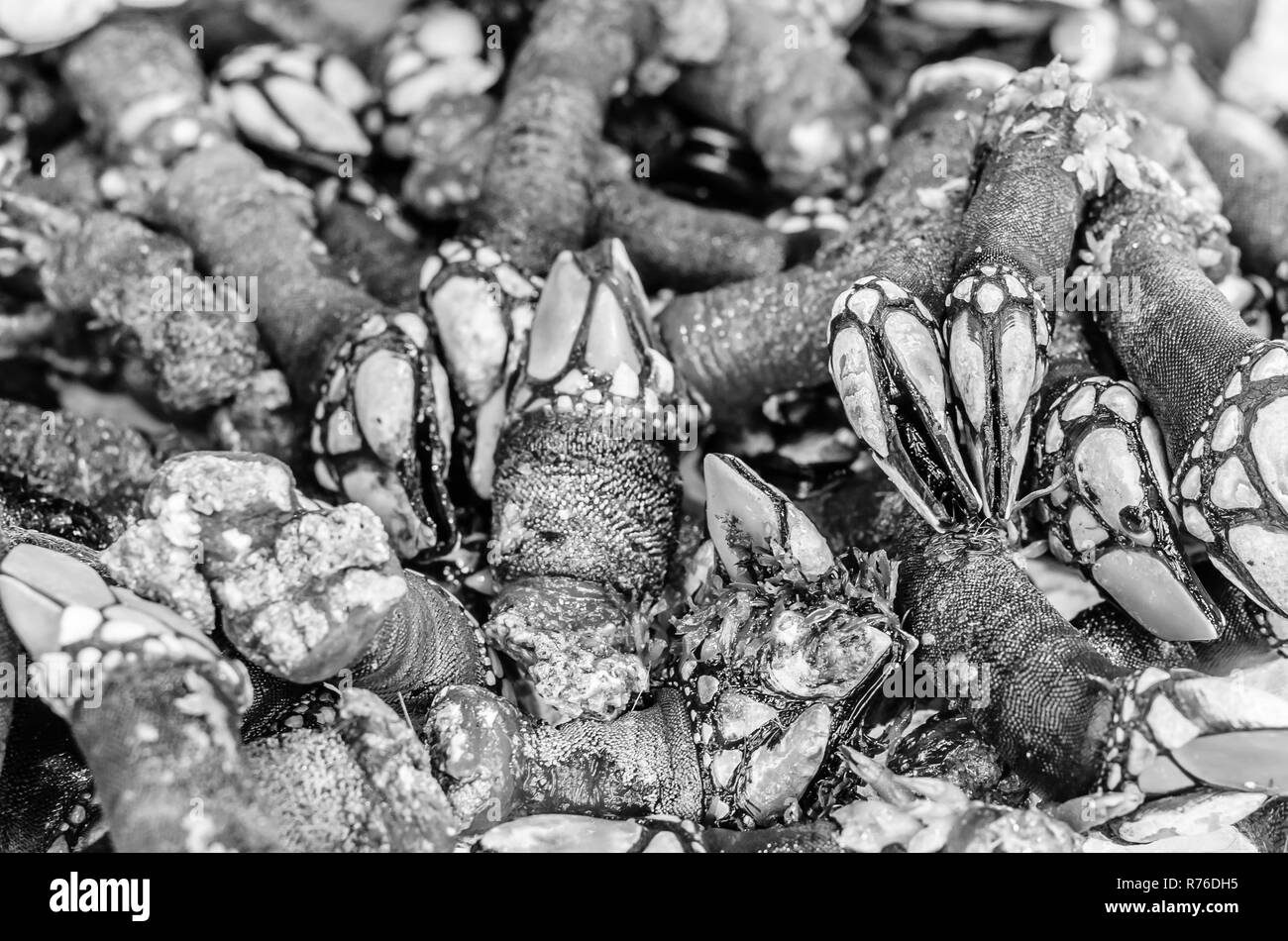 Goose barnacles Black and White Stock Photos & Images - Alamy