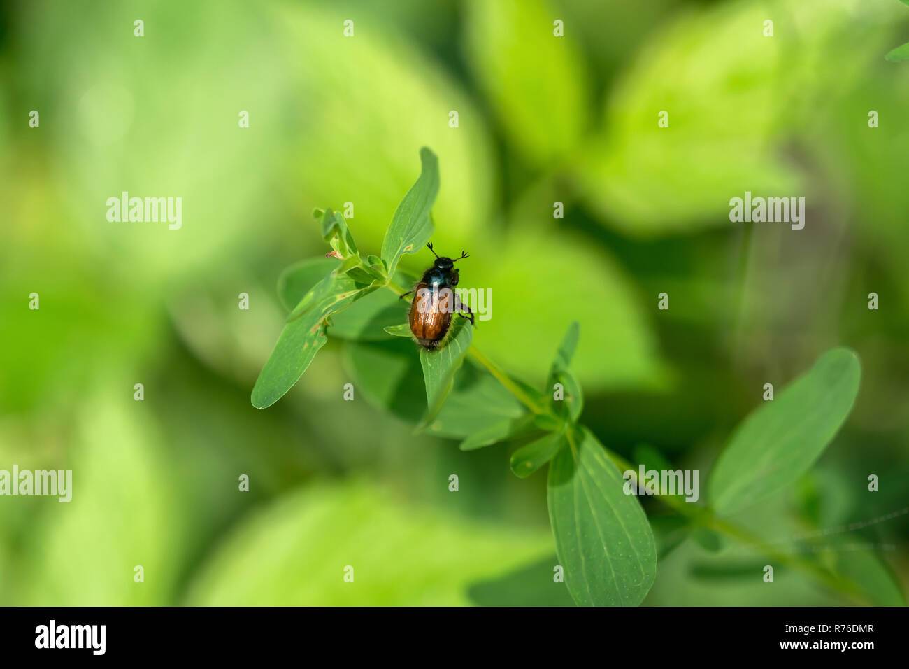 Short horned leaf beetle hi-res stock photography and images - Alamy