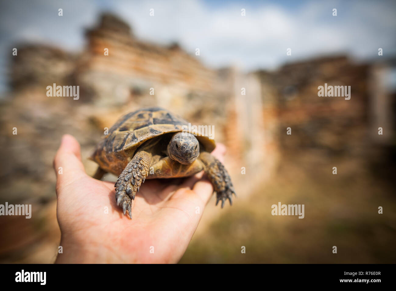 Hand holding a tortoise Stock Photo - Alamy