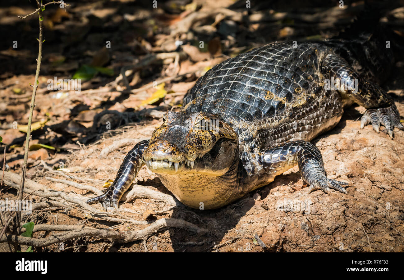 caiman in nature. wildlife in pantanal Stock Photo - Alamy