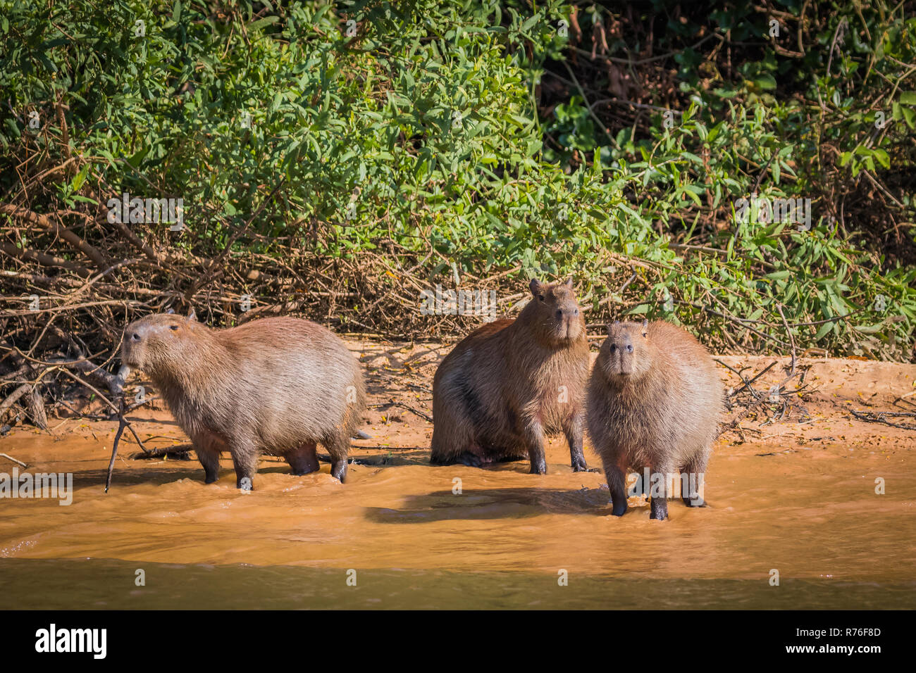 capybara mammal native to South America. life in nature. wildlife ...
