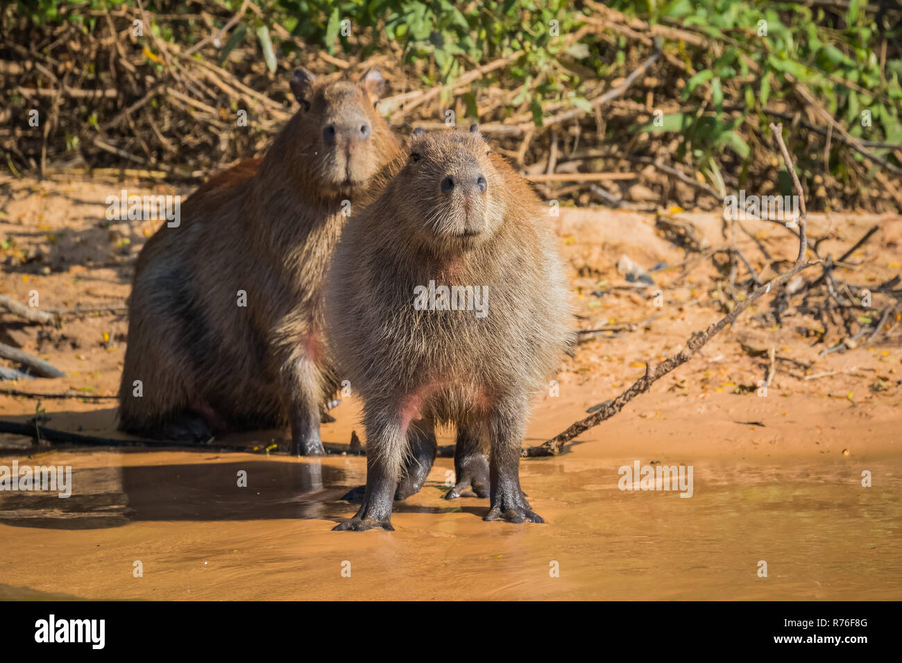 capybara mammal native to South America. life in nature. wildlife ...