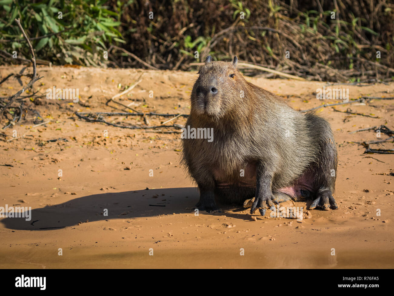 capybara mammal native to South America. life in nature. wildlife ...