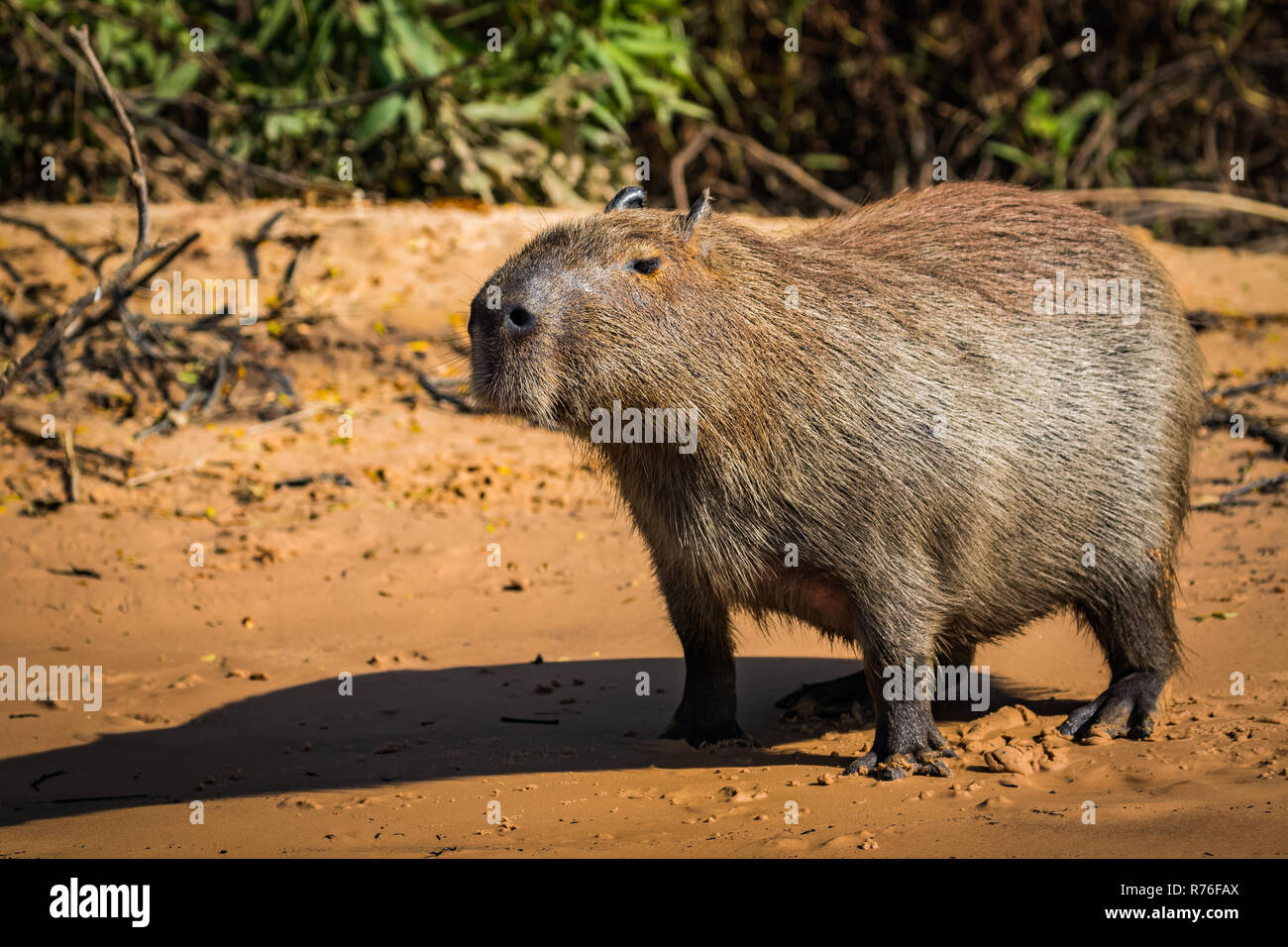 capybara mammal native to South America. life in nature. wildlife ...