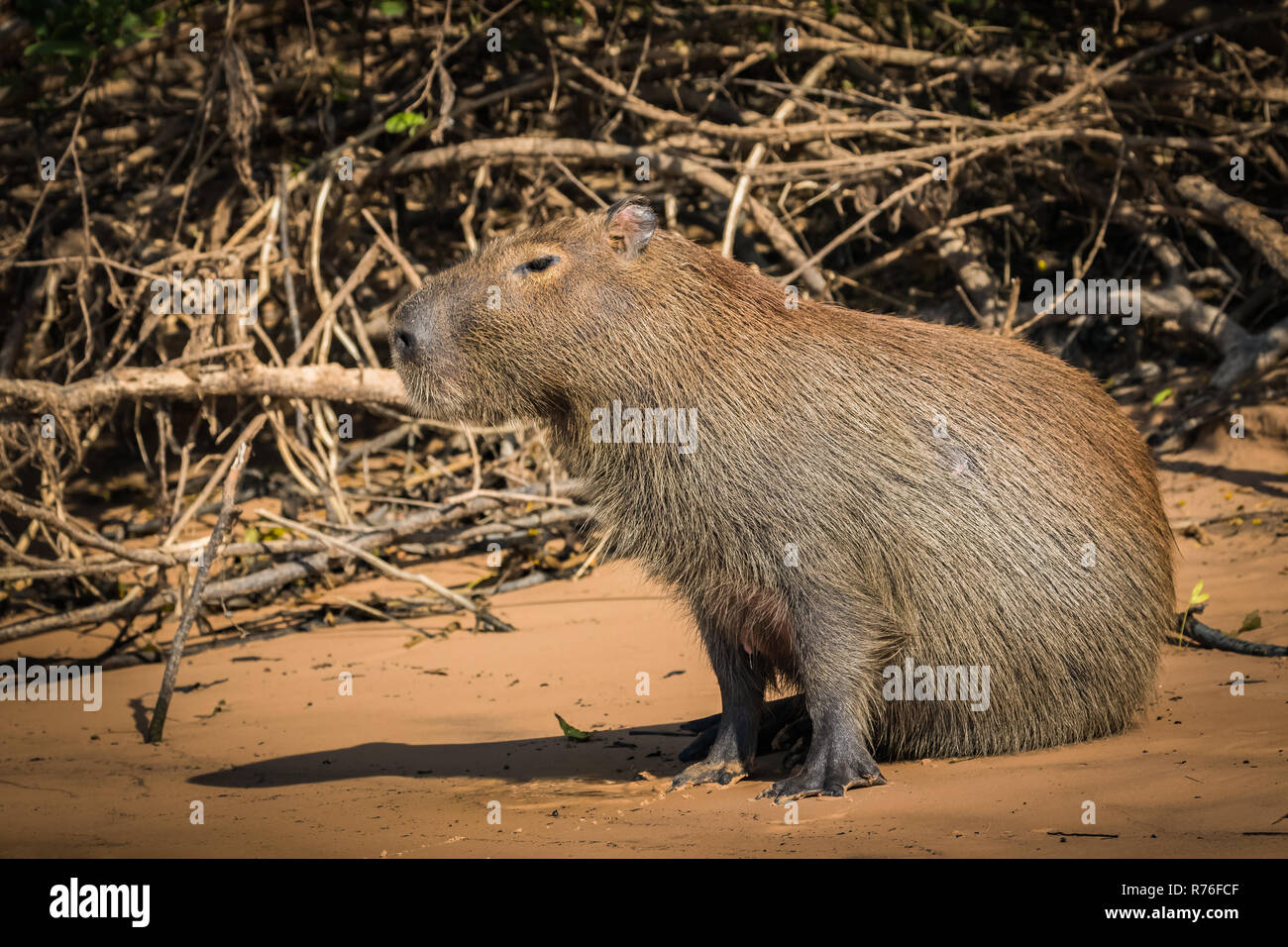 capybara mammal native to South America. life in nature. wildlife ...