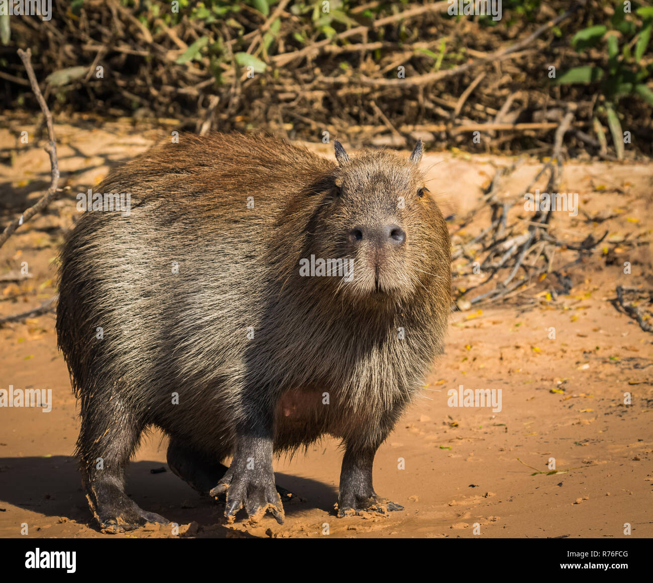 capybara mammal native to South America. life in nature. wildlife ...