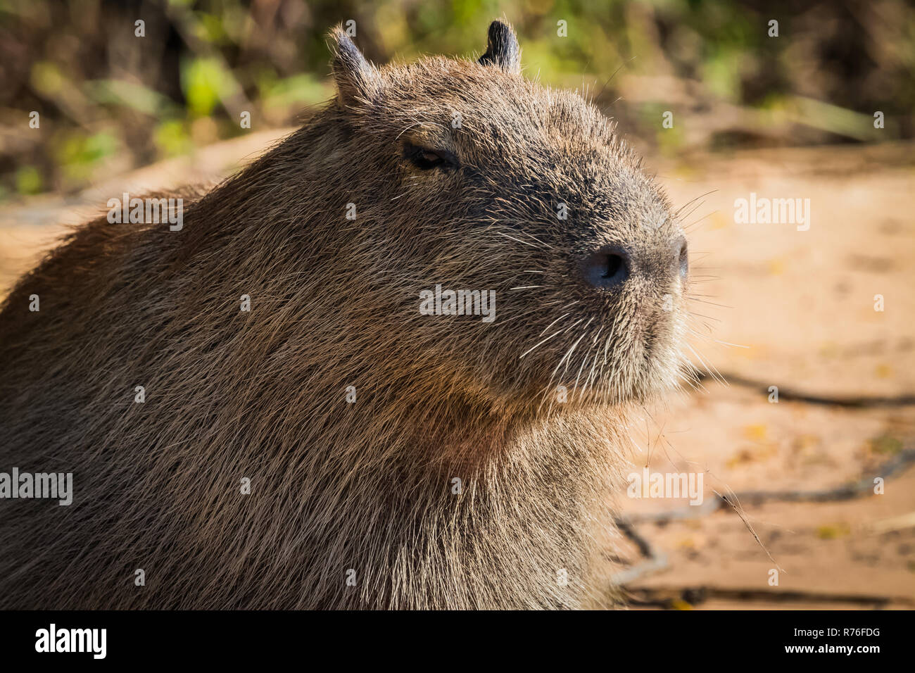 capybara mammal native to South America. life in nature. wildlife ...