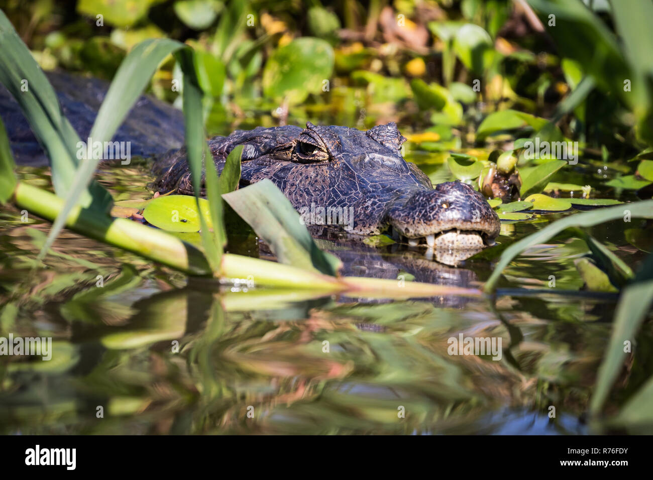 caiman in nature. wildlife in pantanal Stock Photo - Alamy