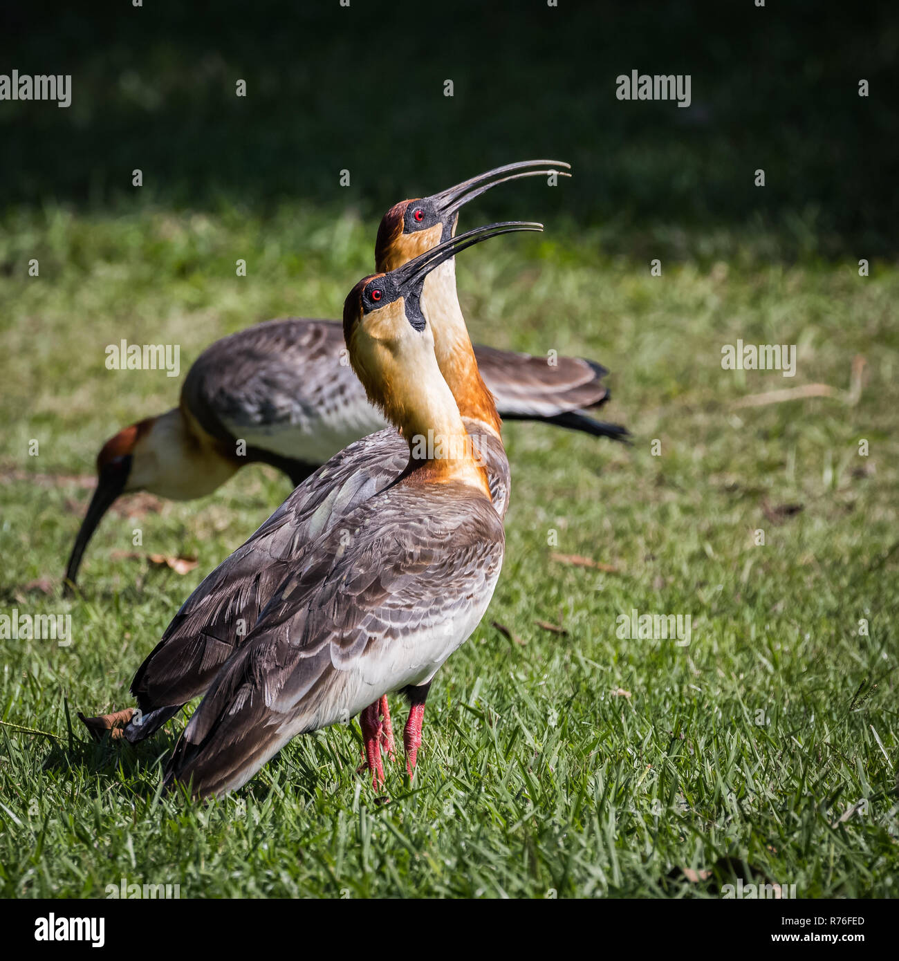 Buff necked Ibis on grass in nature. wildlife Stock Photo - Alamy
