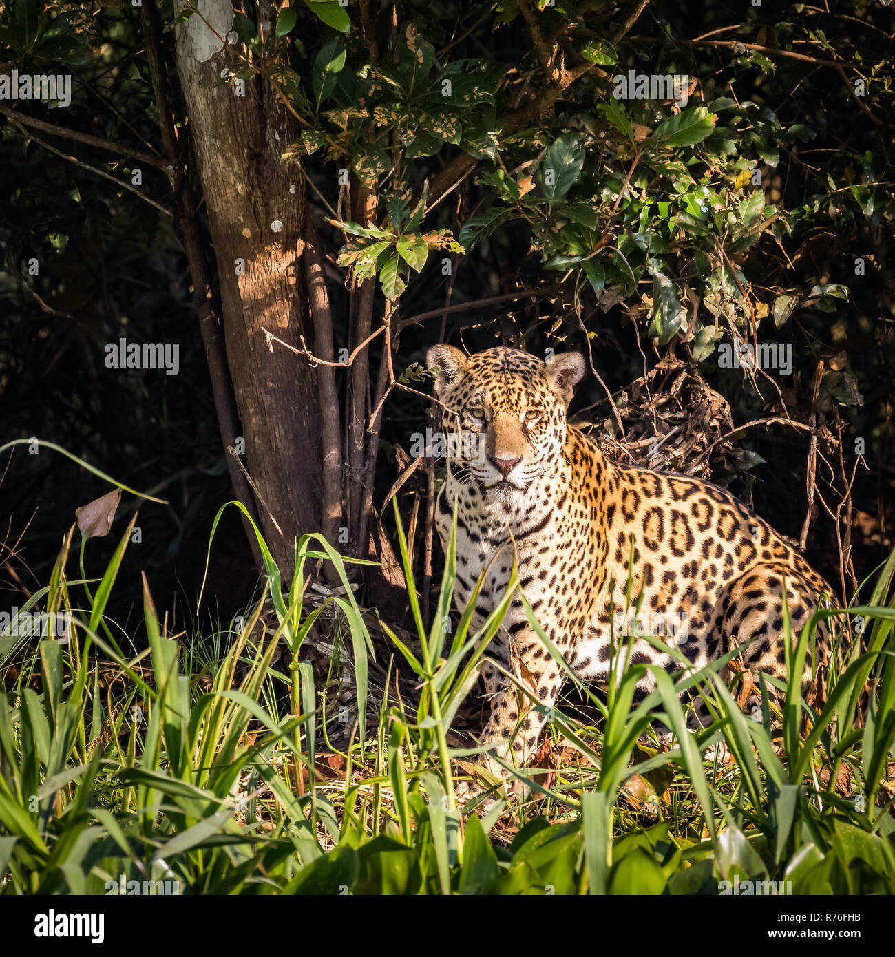 Jaguar sitting hi-res stock photography and images - Alamy
