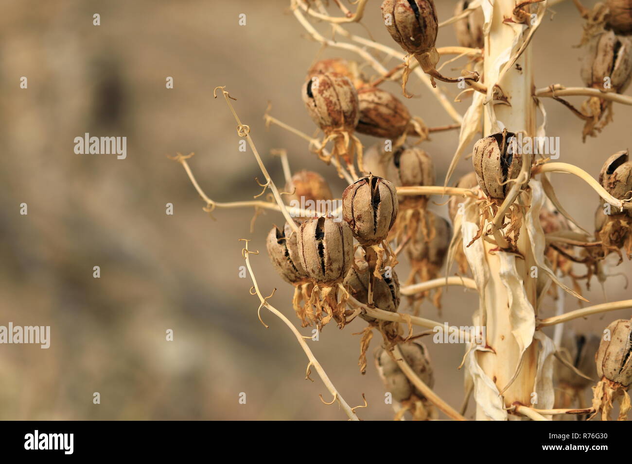 Dry seed pods Stock Photo - Alamy
