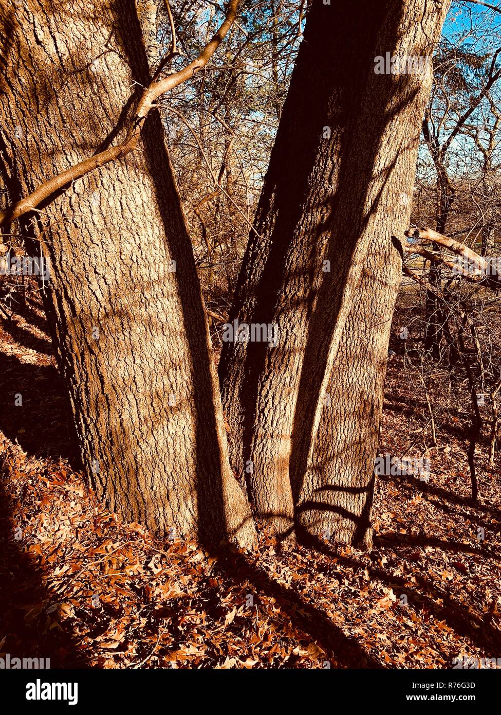 Twin trunk tree hi-res stock photography and images - Alamy