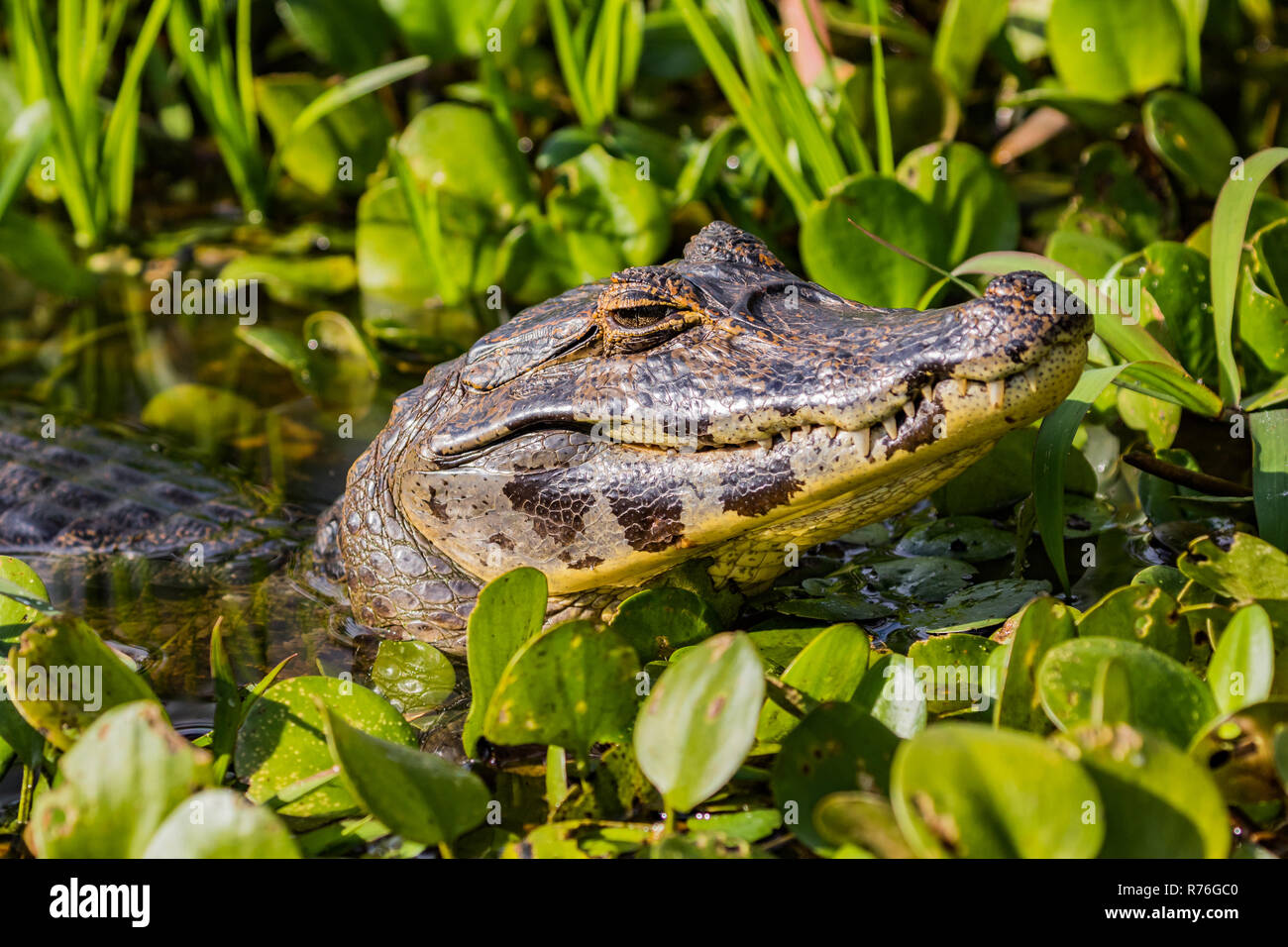 caiman in river. wildlife in nature Stock Photo - Alamy