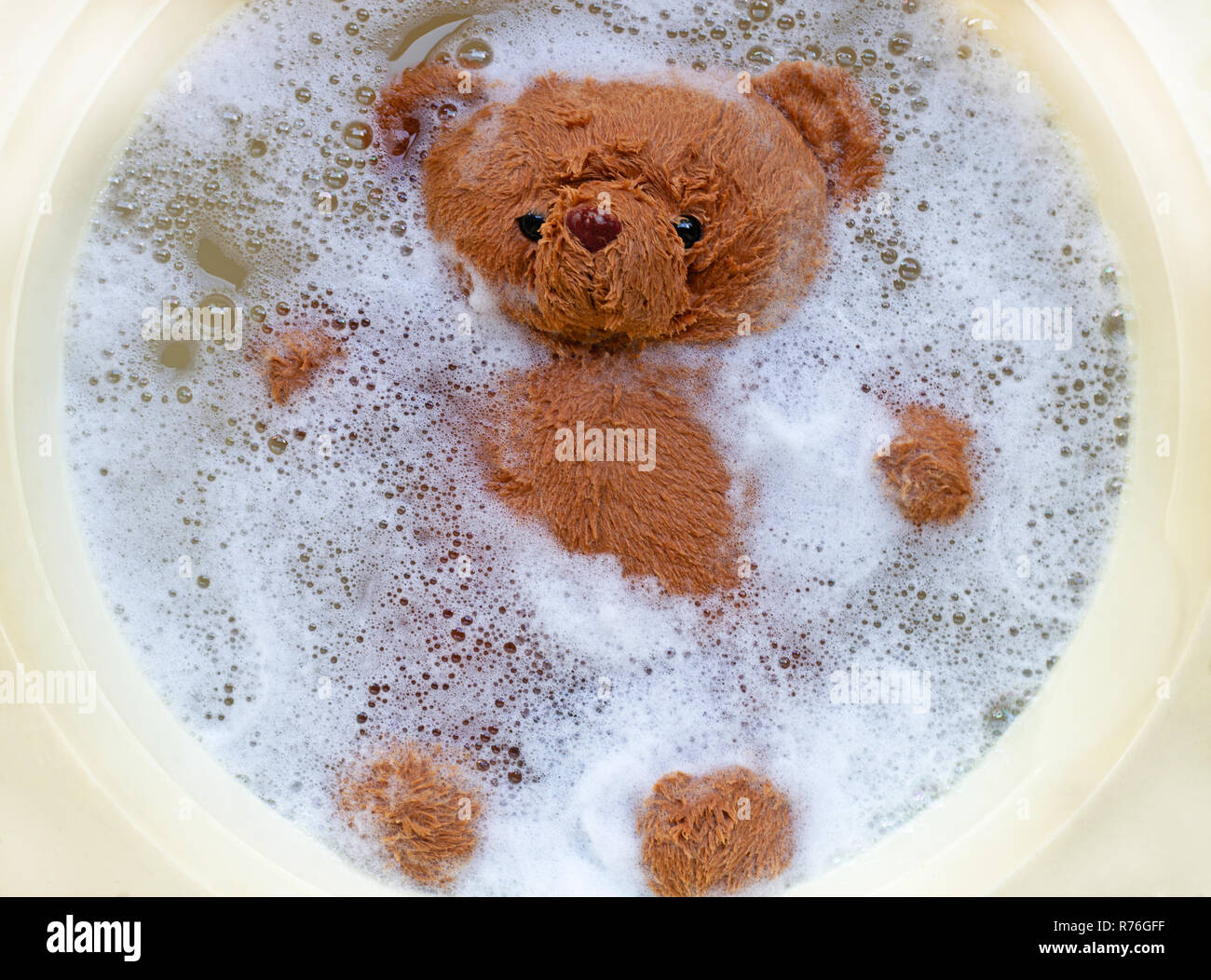 Washing bear dall, Brown bear dall soaked Stock Photo - Alamy