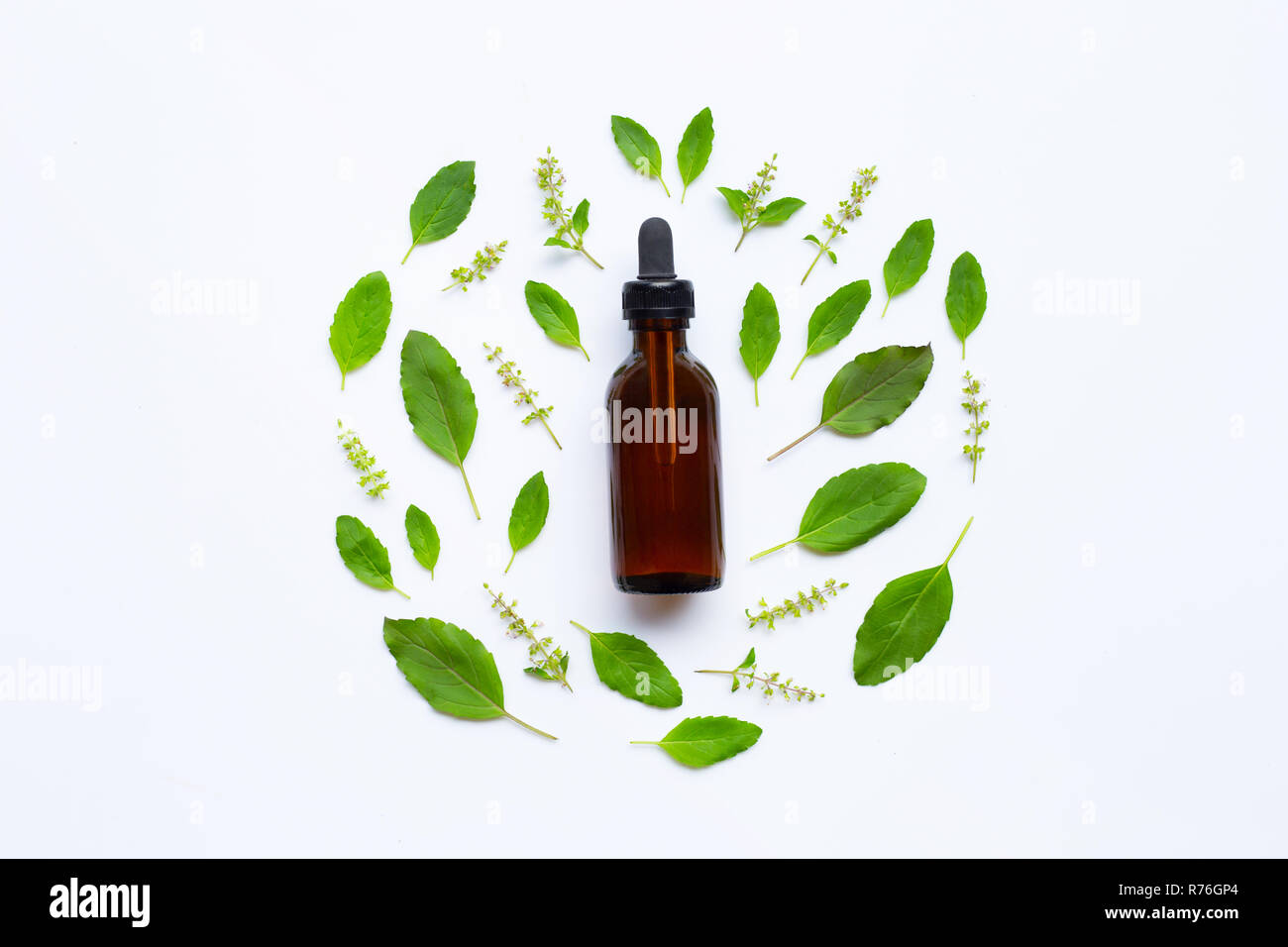 Holy Basil Essential Oil in a Glass Bottle with Fresh Holy Basil Stock ...