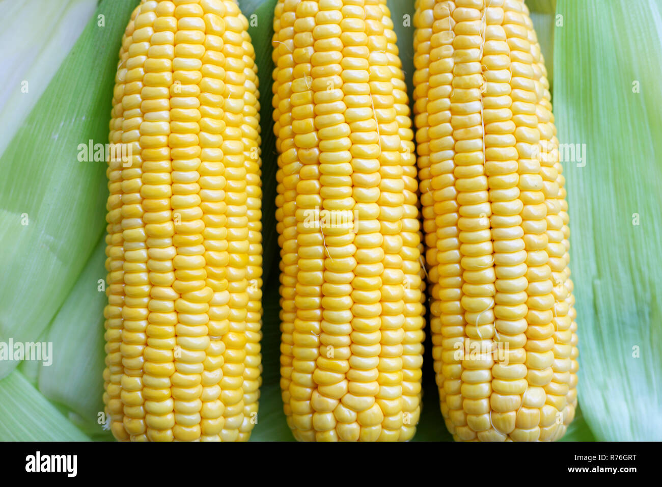 Sweet corn background Stock Photo - Alamy