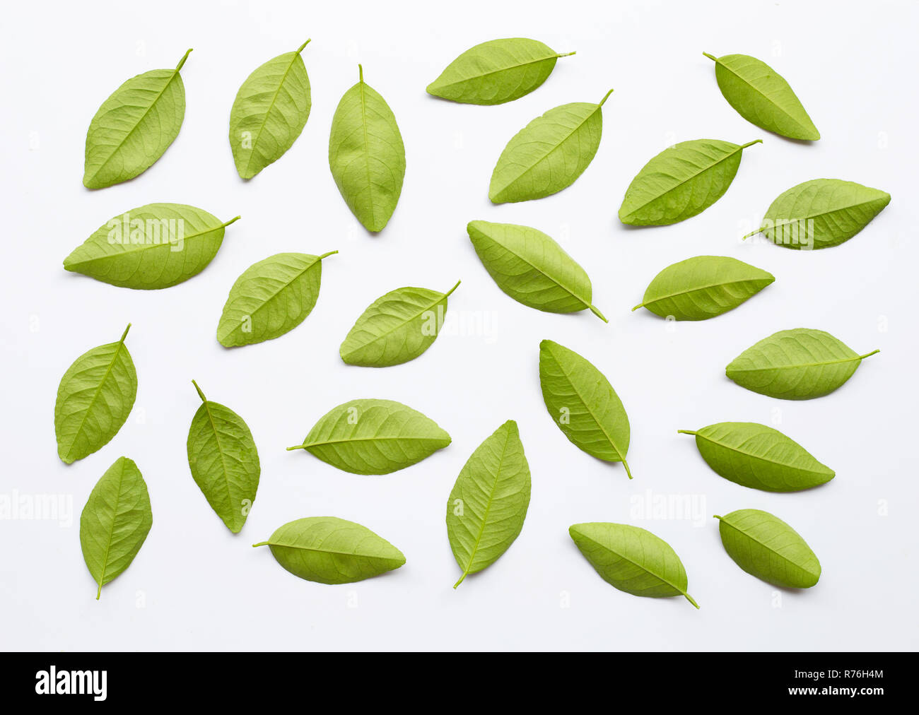Back of green lime leaves on white background Stock Photo - Alamy