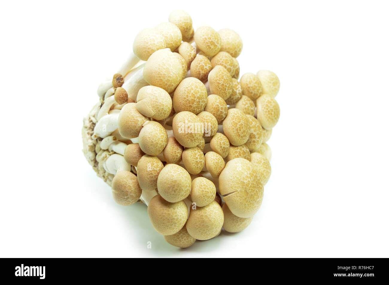 Fresh beech mushroom Stock Photo - Alamy