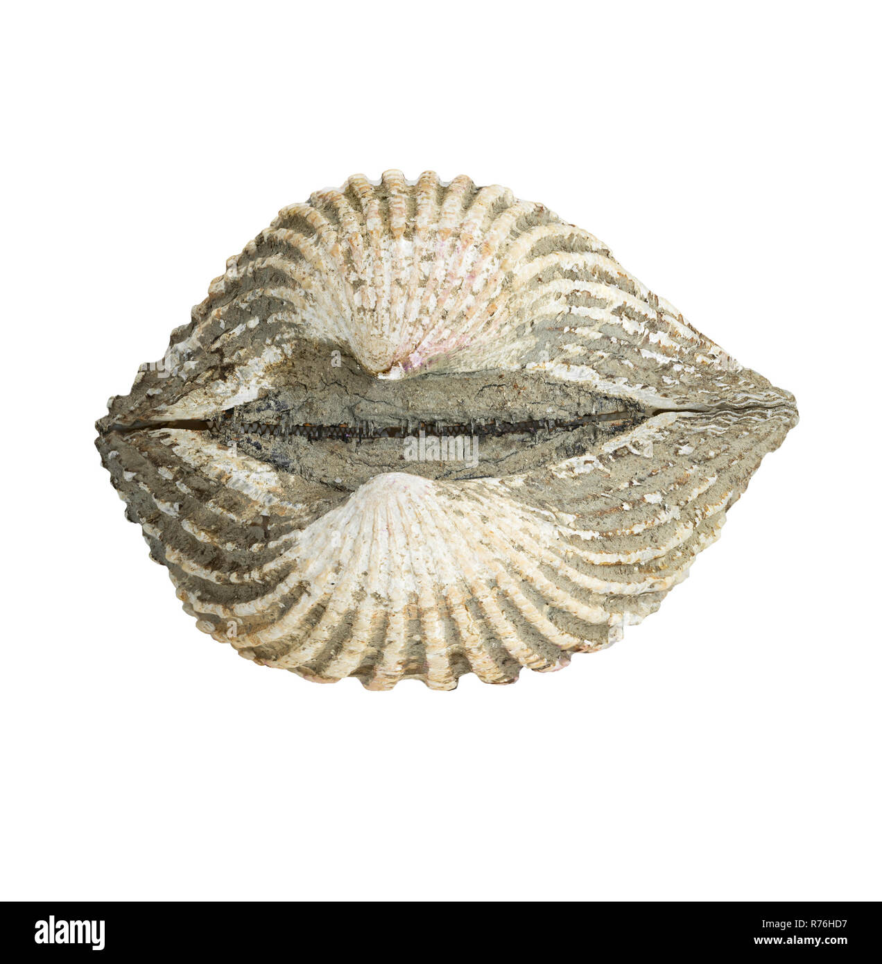 Scallop shall hi-res stock photography and images - Alamy