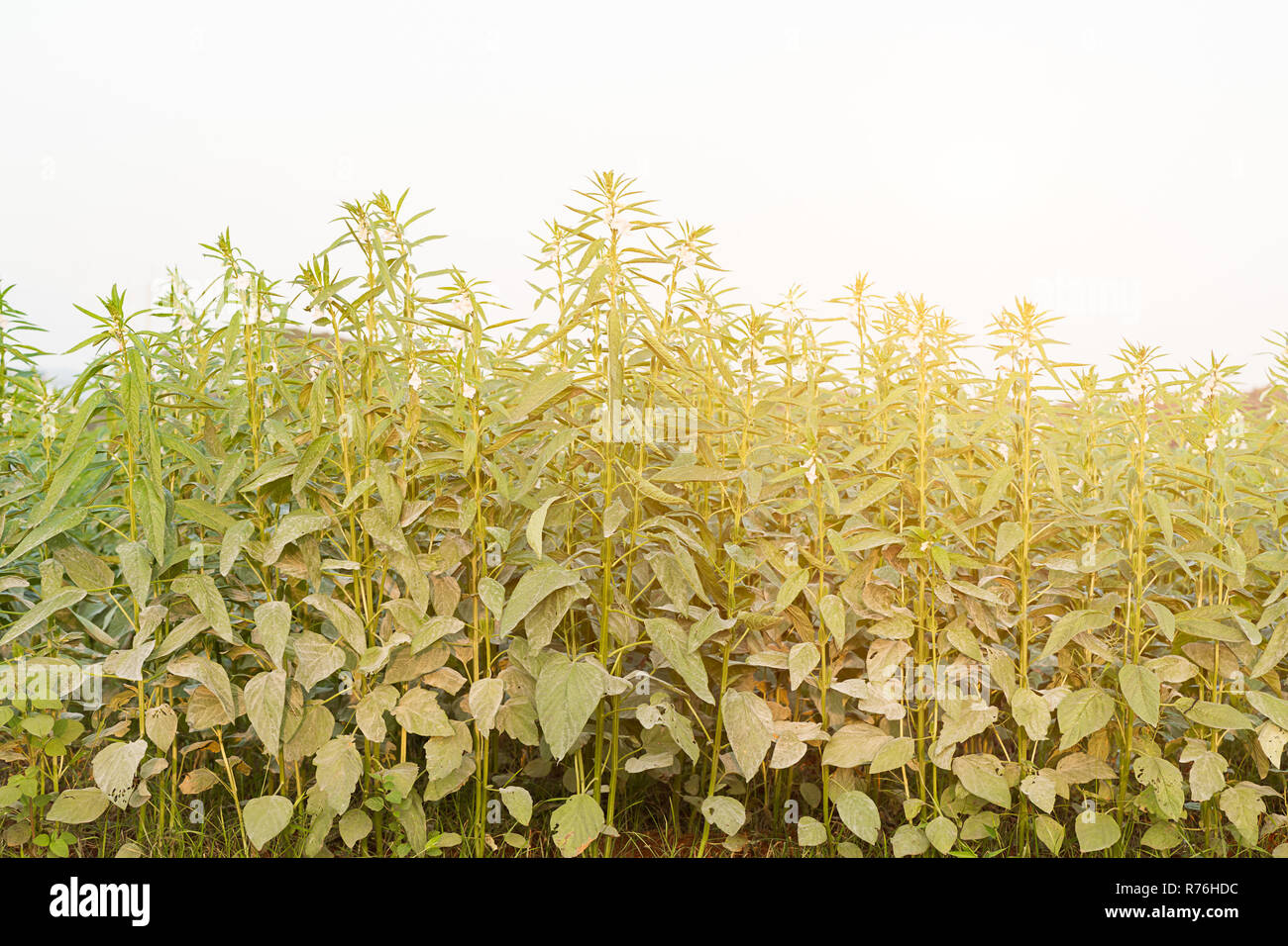 Sesame on tree in plant Stock Photo - Alamy