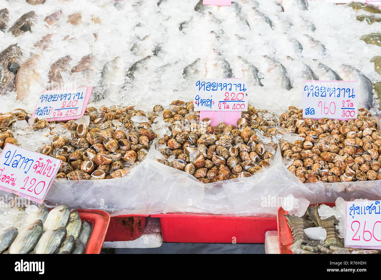 Brown spotted sea shell hi-res stock photography and images - Alamy