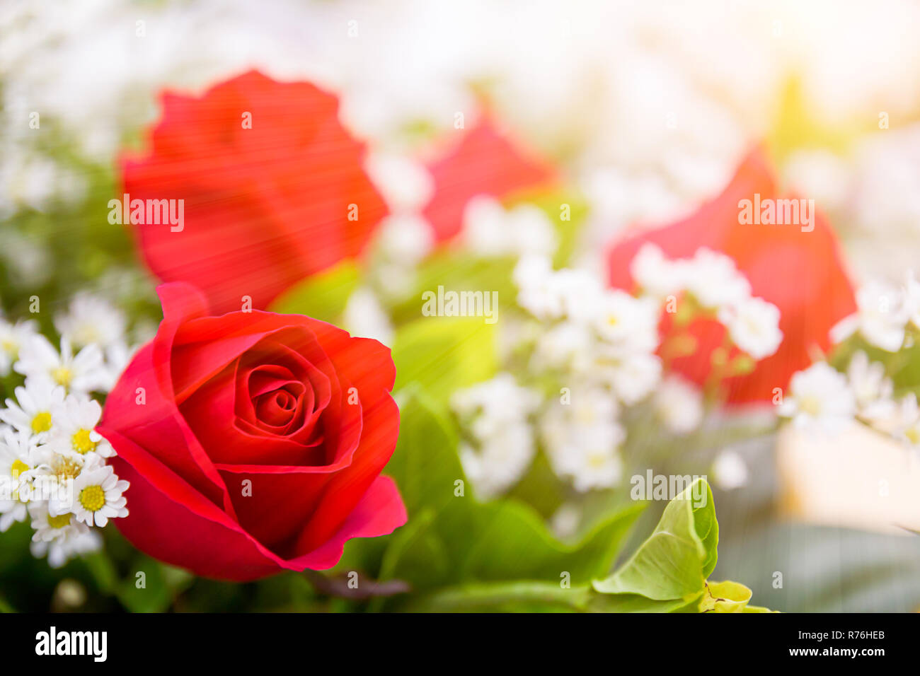 Red roses bouquet Stock Photo - Alamy