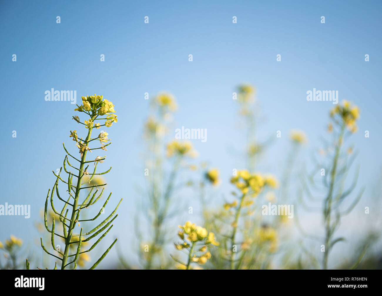 Rapeseed flower branch in blue sky Stock Photo - Alamy