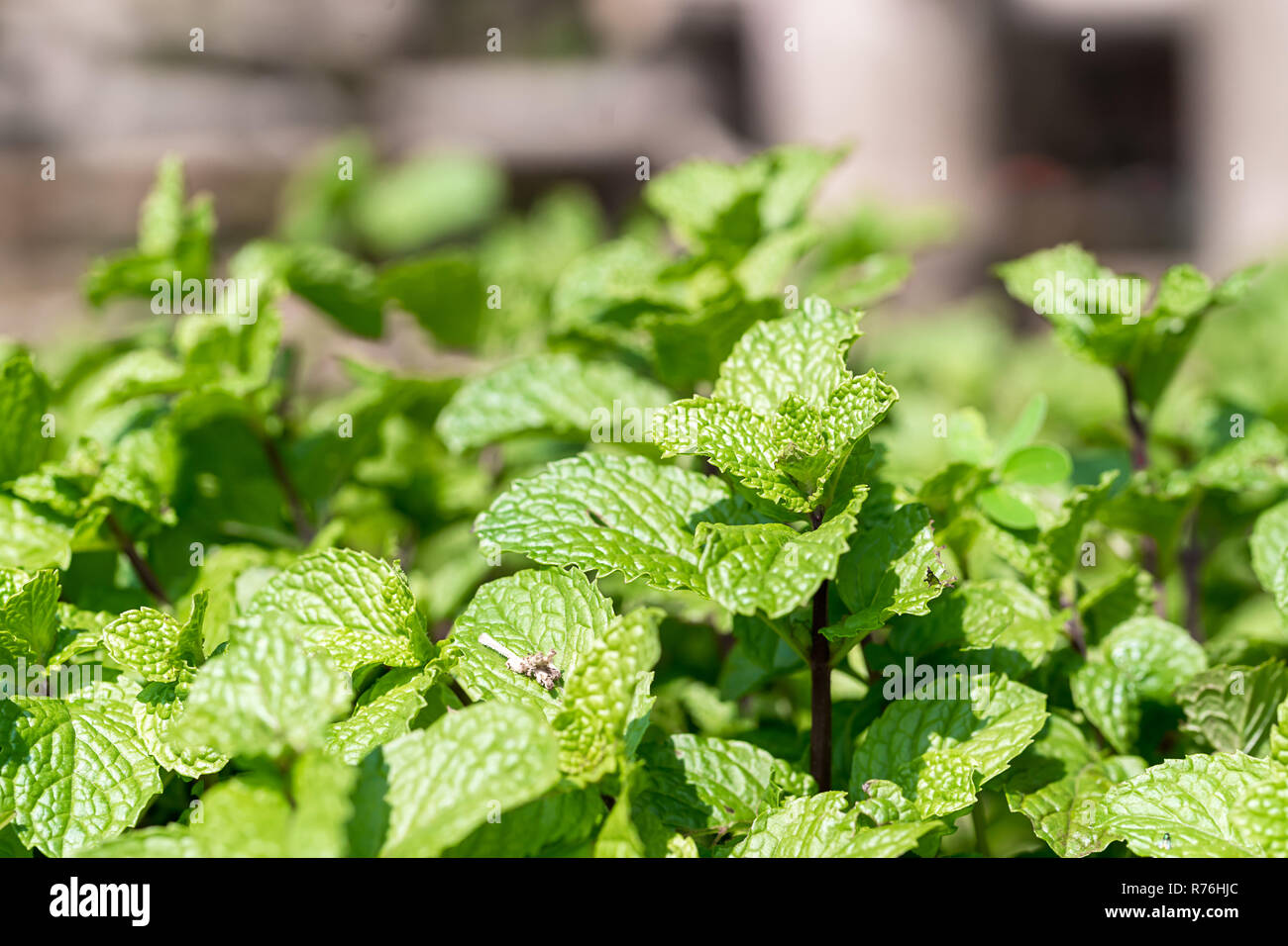 Peppermint plant grown in vegetable garden Stock Photo - Alamy