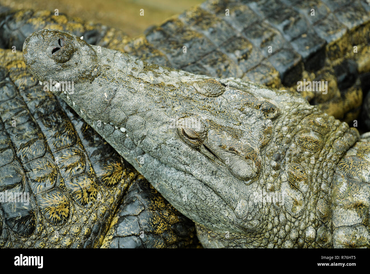 Crocodile Muscle Anatomy