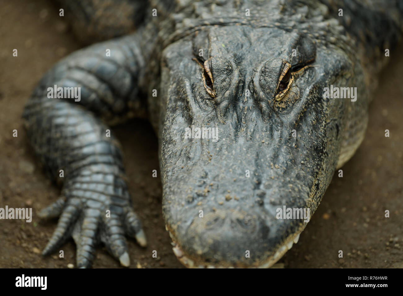 Close-up eye detail of adult American Alligator, Alligator ...