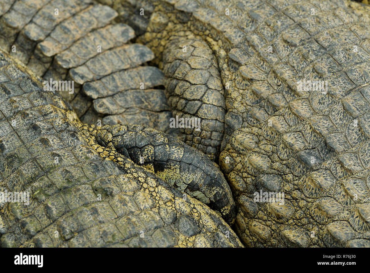Crocodile anatomy hi-res stock photography and images - Alamy