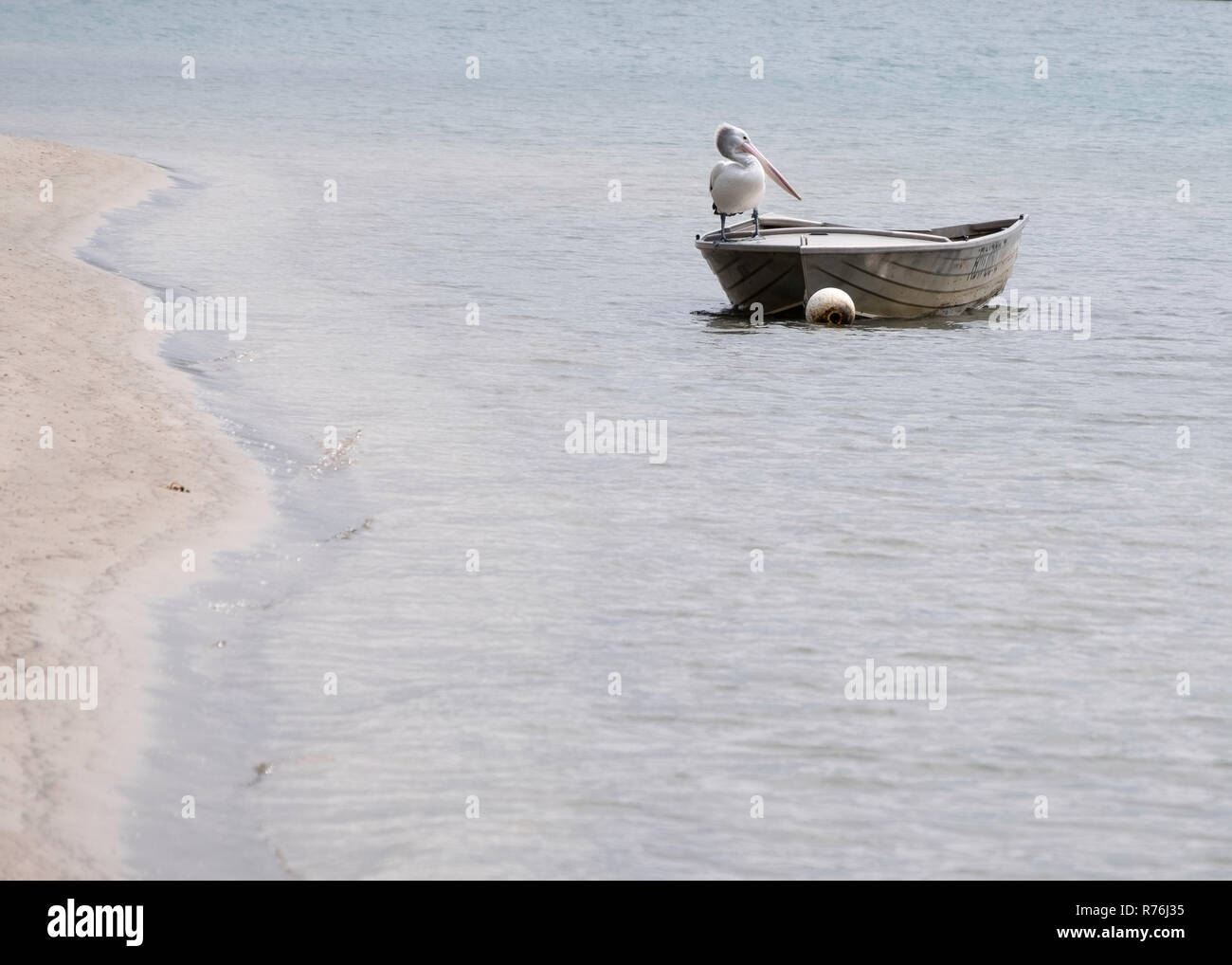 pelican on a boat Stock Photo - Alamy