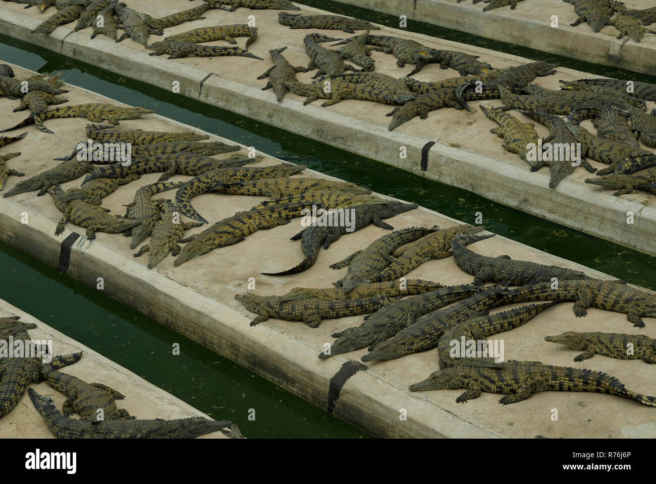 Large number of Nile Crocodile, Crocodylus niloticus, in conditioning ...