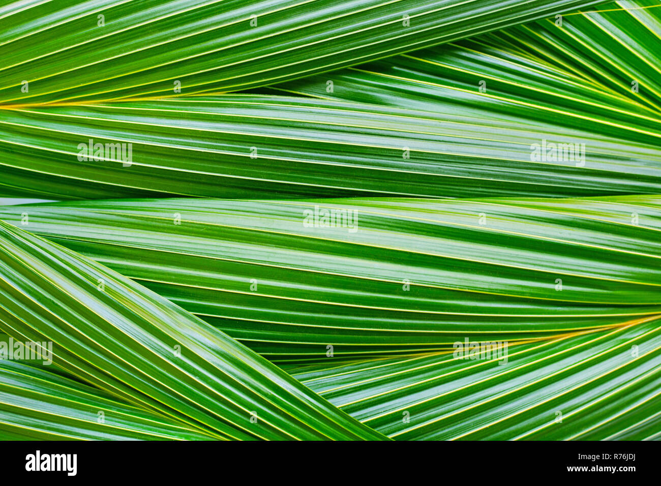 Coconut leaves background Stock Photo - Alamy
