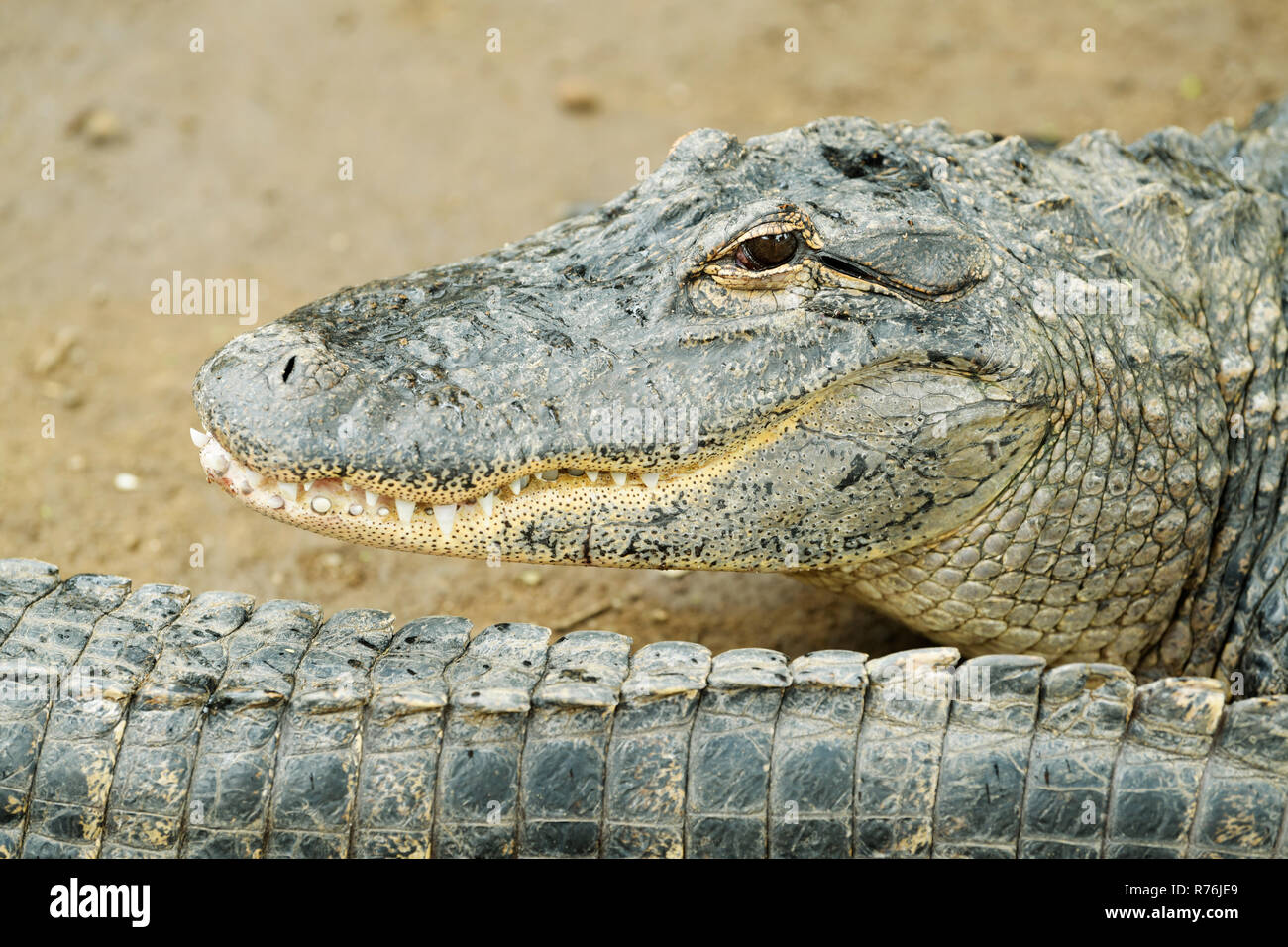 Snout and head of American Alligator, Alligator mississipiensis ...