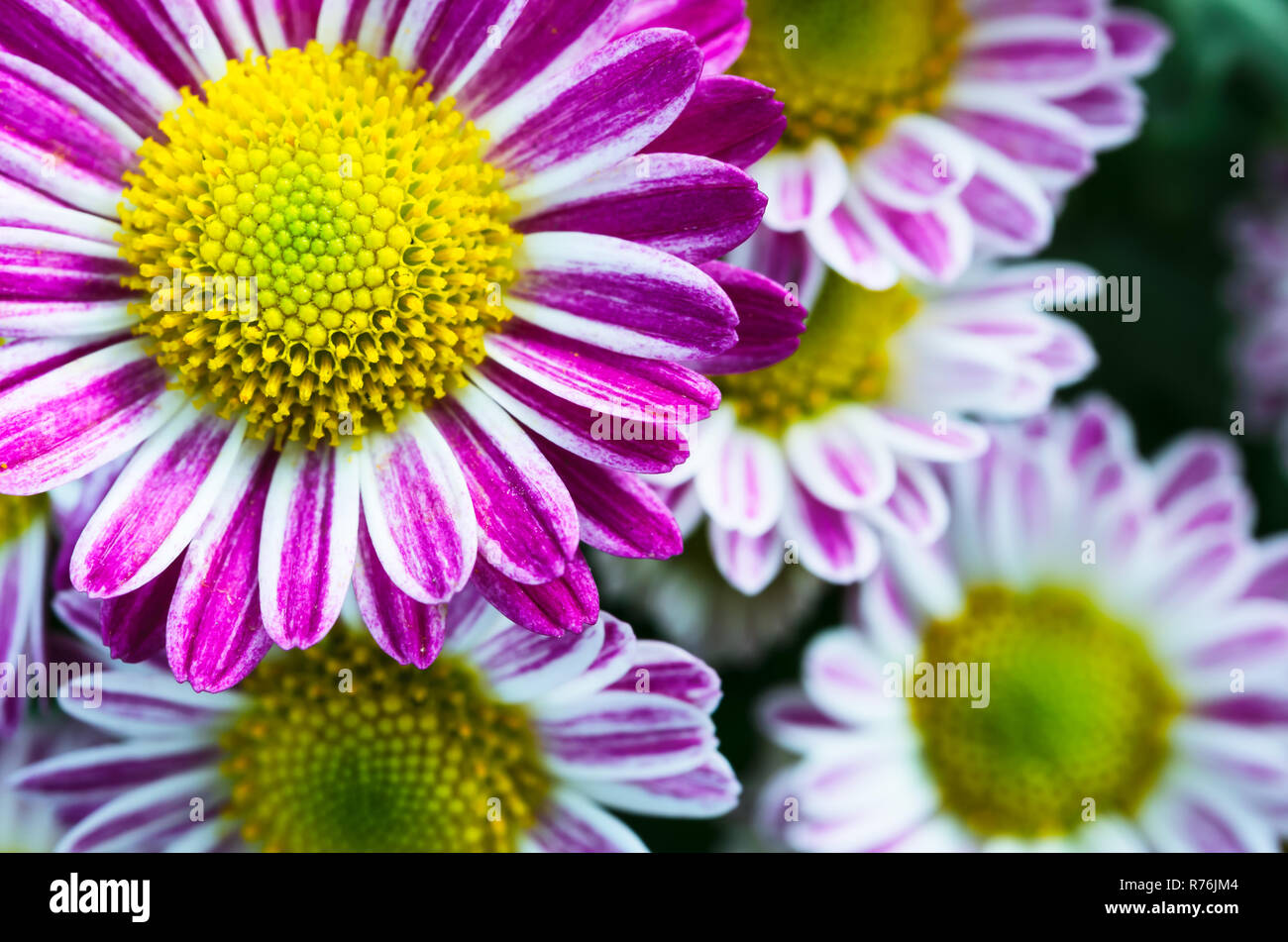 Pink mums flowers blooming in the garden Stock Photo - Alamy