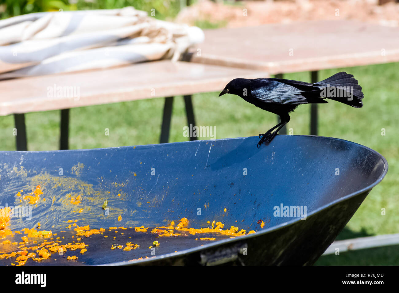 The Greater Antillean grackle (Quiscalus niger) during Cuban lunch ...