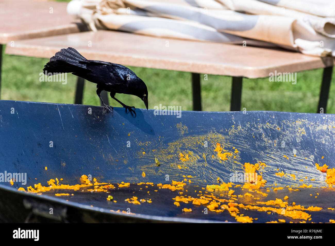 The Greater Antillean grackle (Quiscalus niger) during Cuban lunch ...